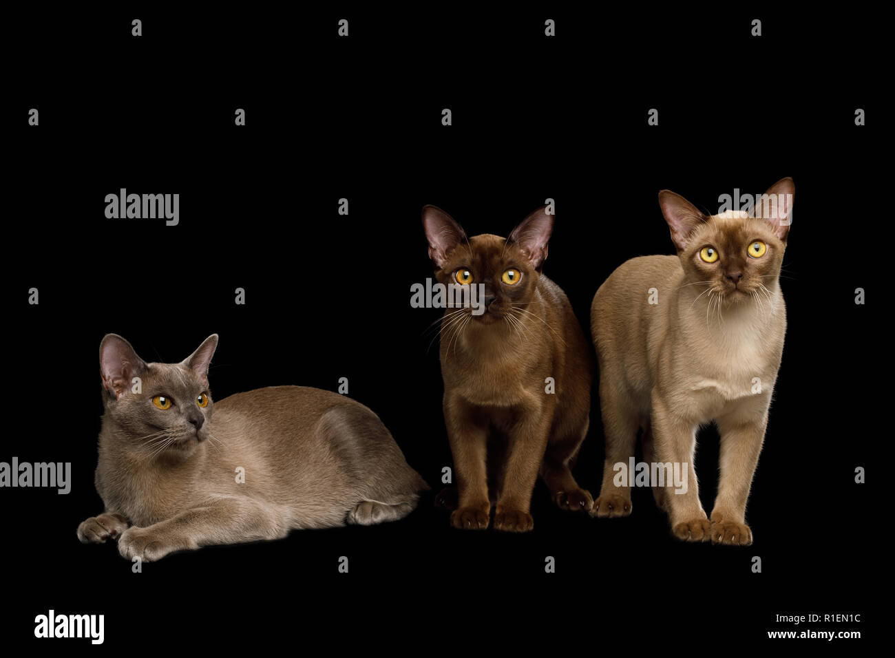 Three Burma Cats Standing and Looking in Camera, isolated on black ...