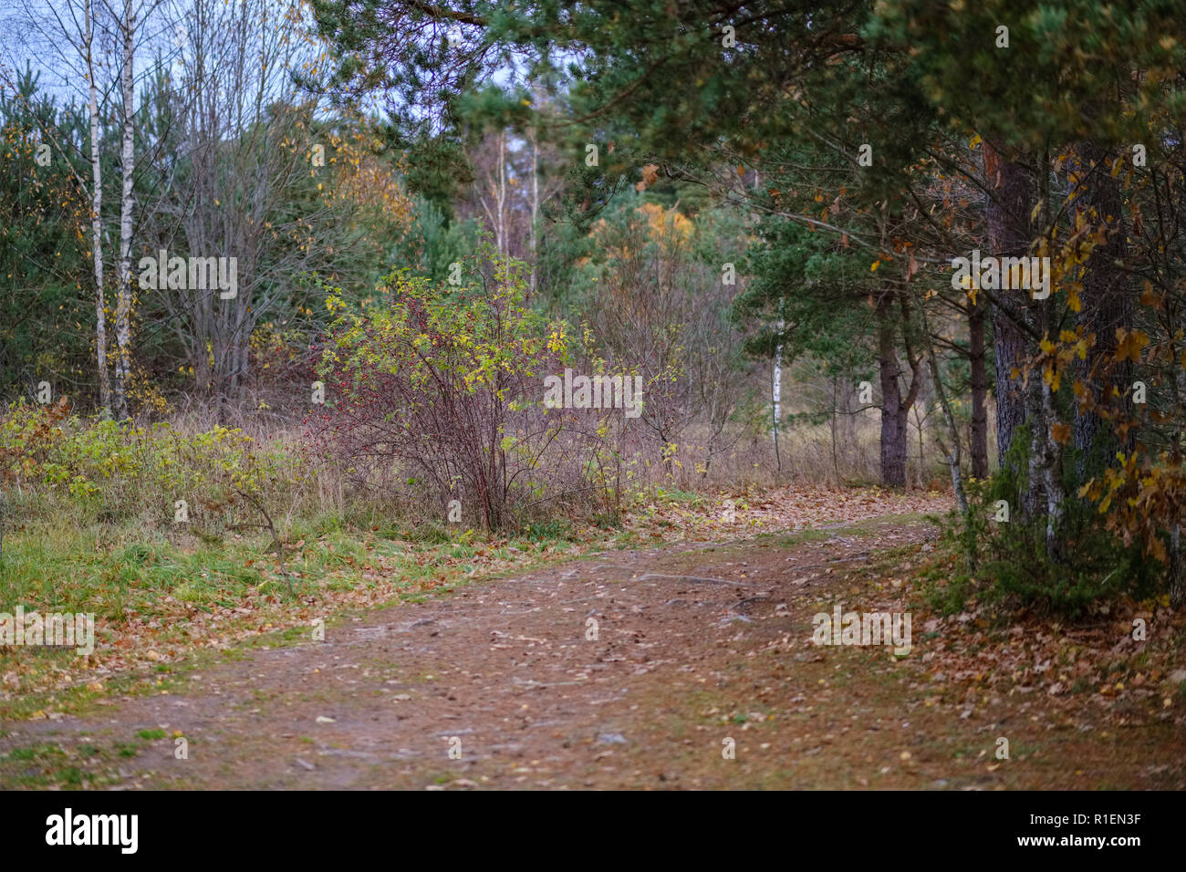 lonely trees with last colored leaves in branches shortly before winter ...
