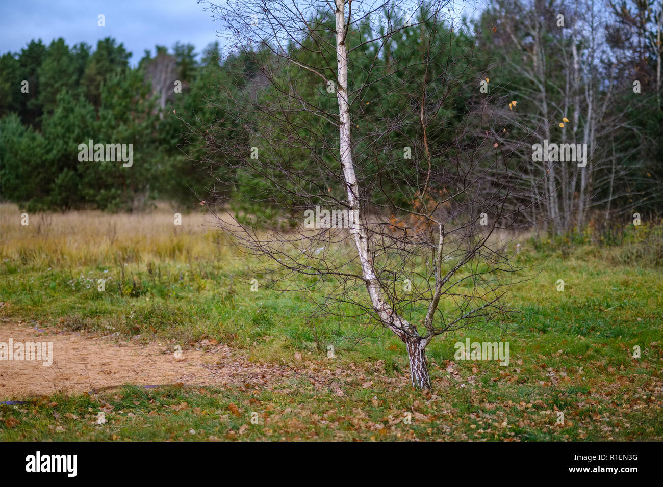 lonely trees with last colored leaves in branches shortly before winter ...