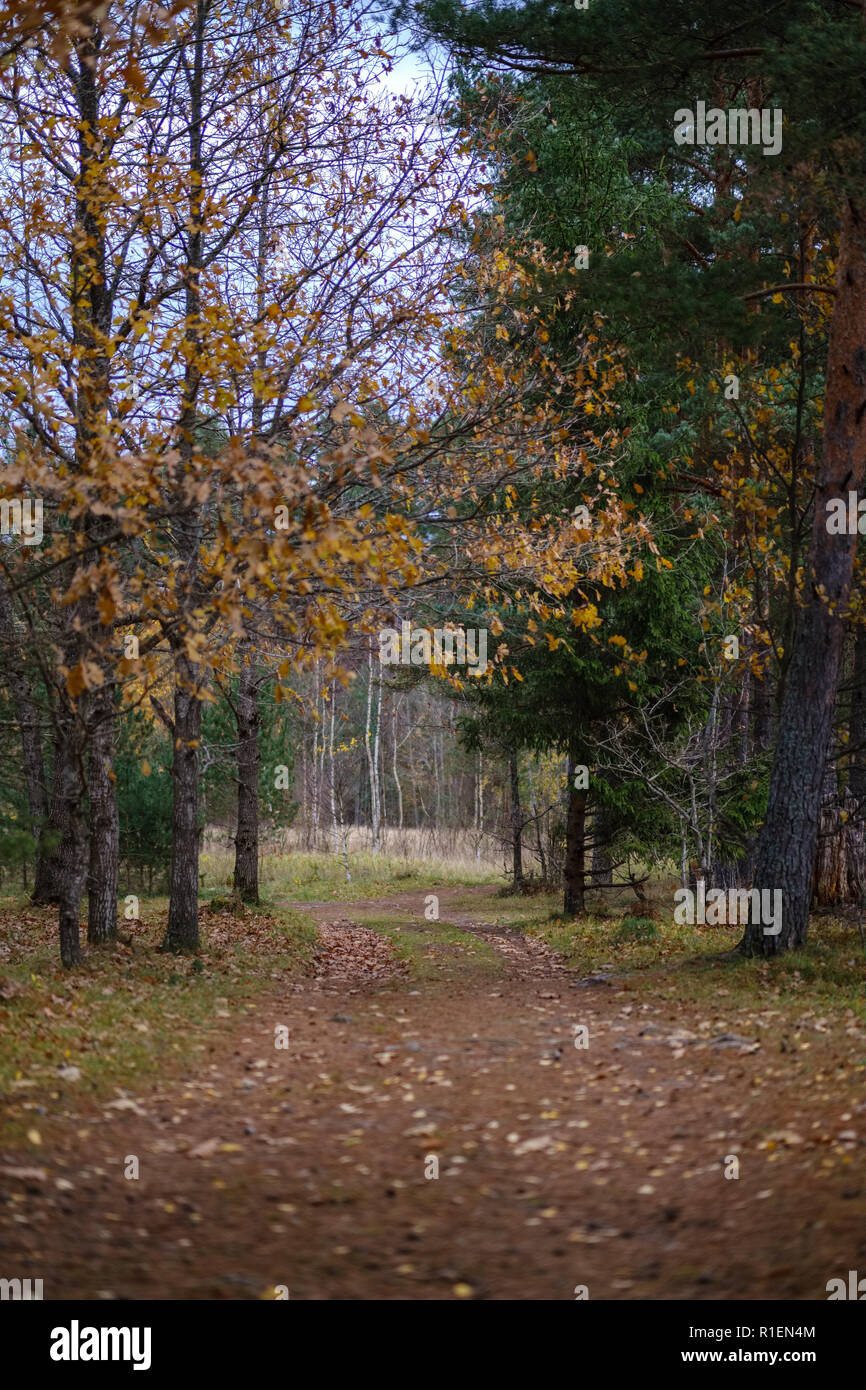 lonely trees with last colored leaves in branches shortly before winter ...