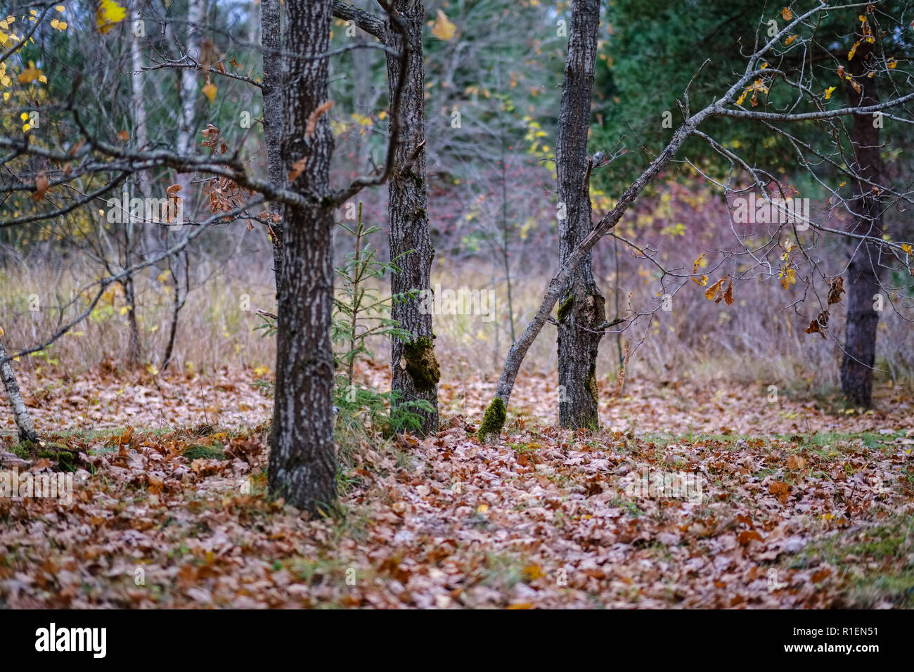 lonely trees with last colored leaves in branches shortly before winter ...