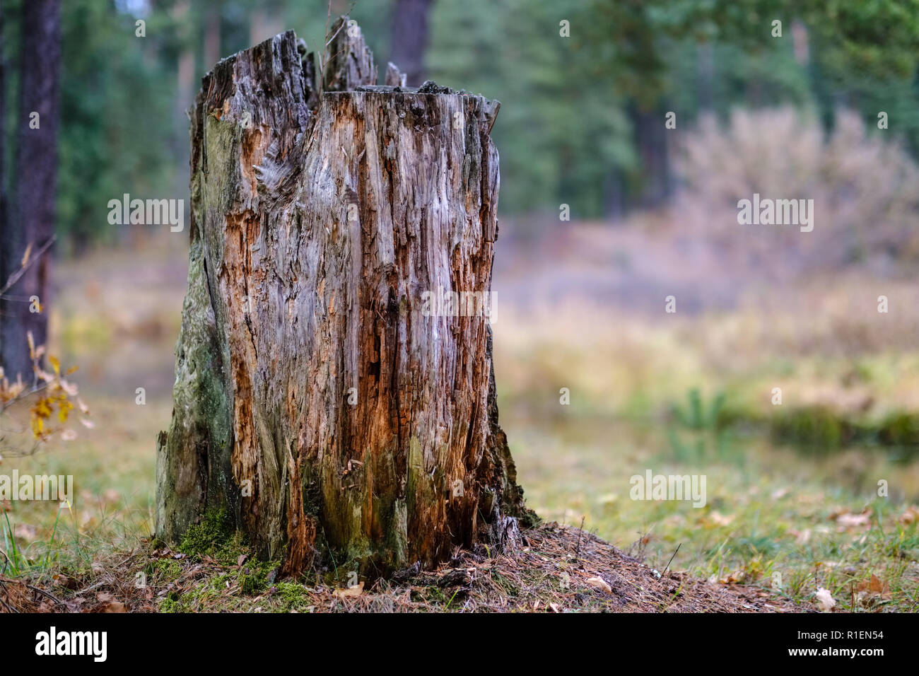 lonely trees with last colored leaves in branches shortly before winter ...