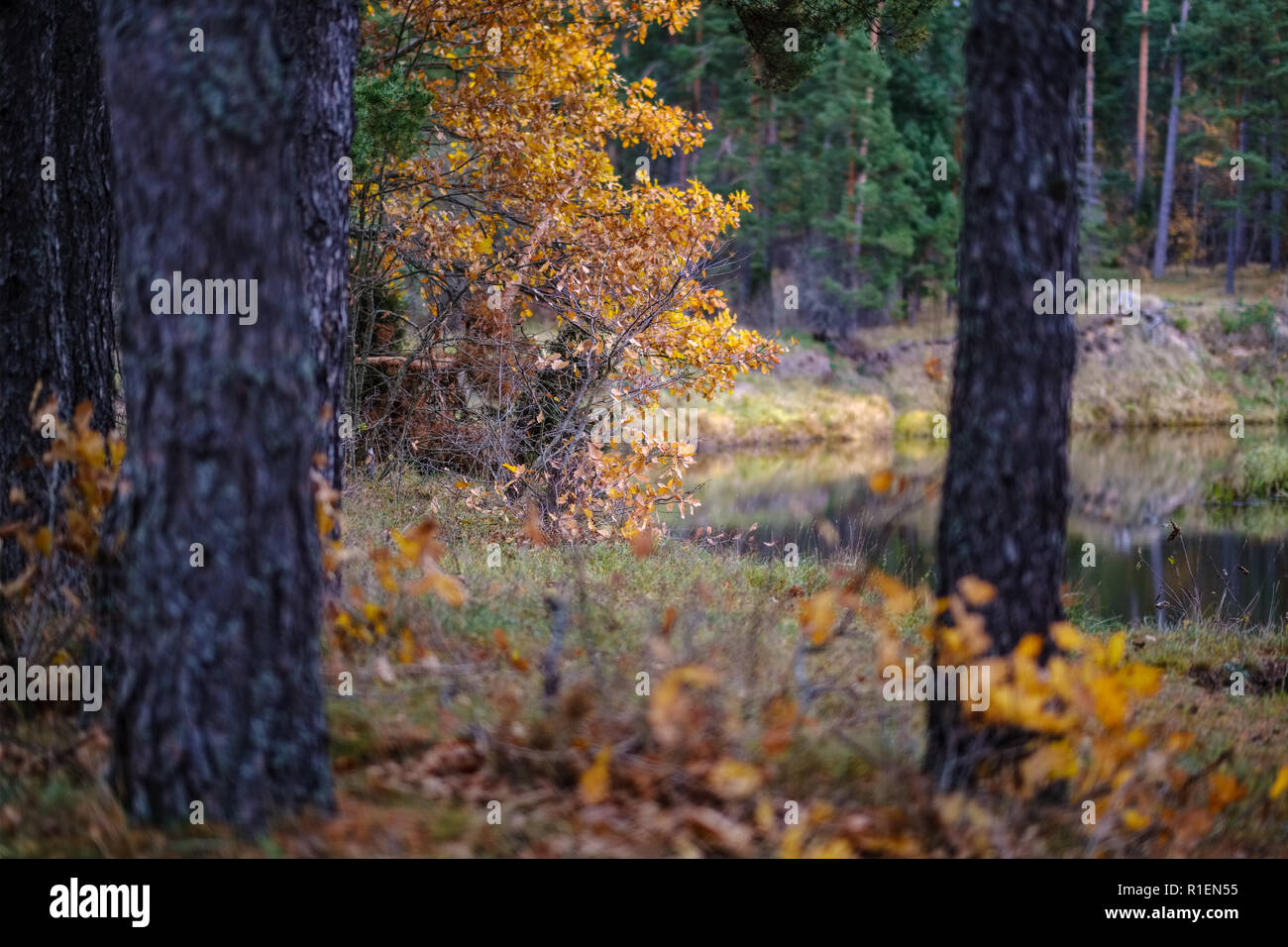 lonely trees with last colored leaves in branches shortly before winter ...