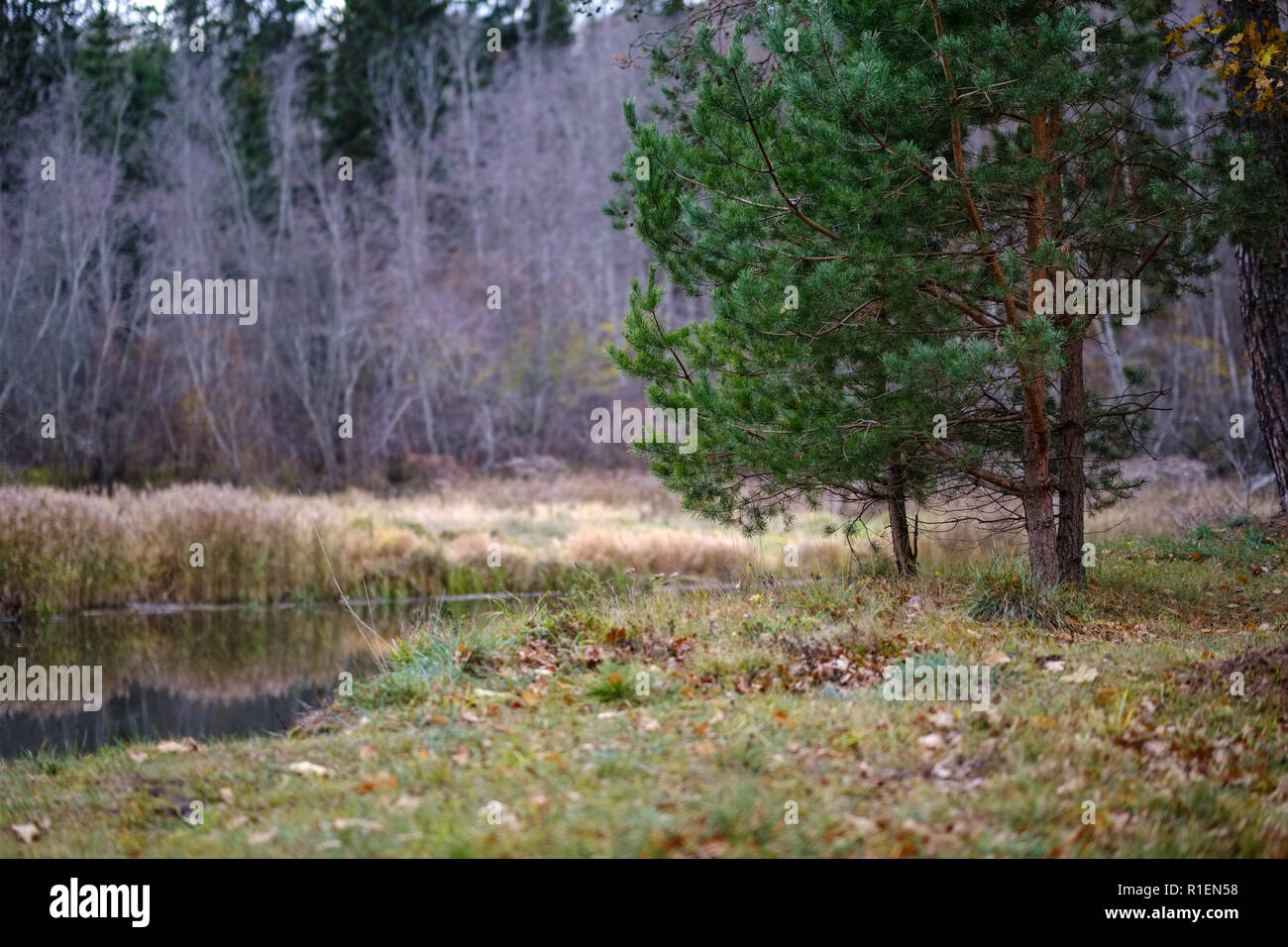 lonely trees with last colored leaves in branches shortly before winter ...
