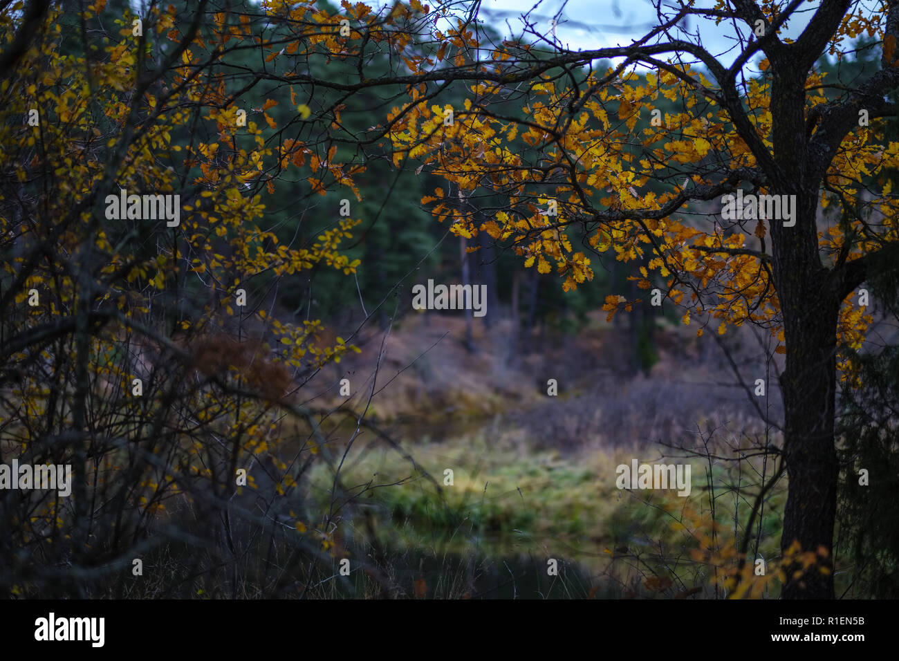 lonely trees with last colored leaves in branches shortly before winter ...