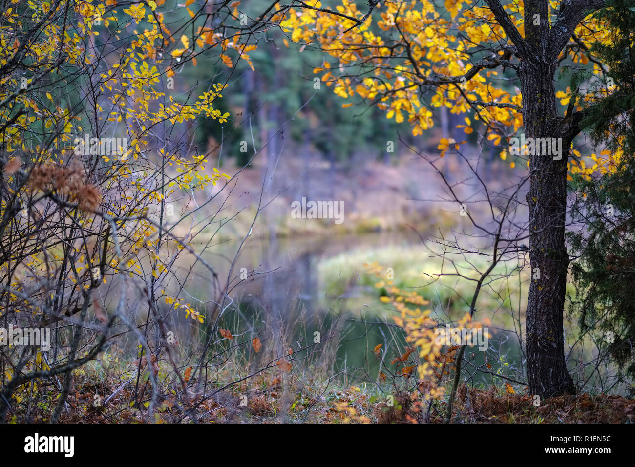 lonely trees with last colored leaves in branches shortly before winter ...