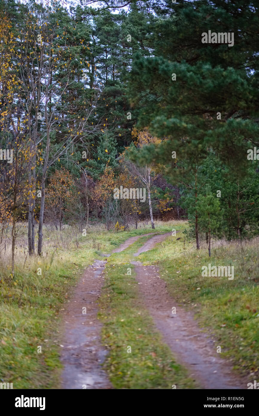 lonely trees with last colored leaves in branches shortly before winter ...