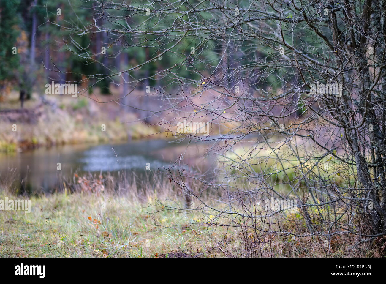 lonely trees with last colored leaves in branches shortly before winter ...