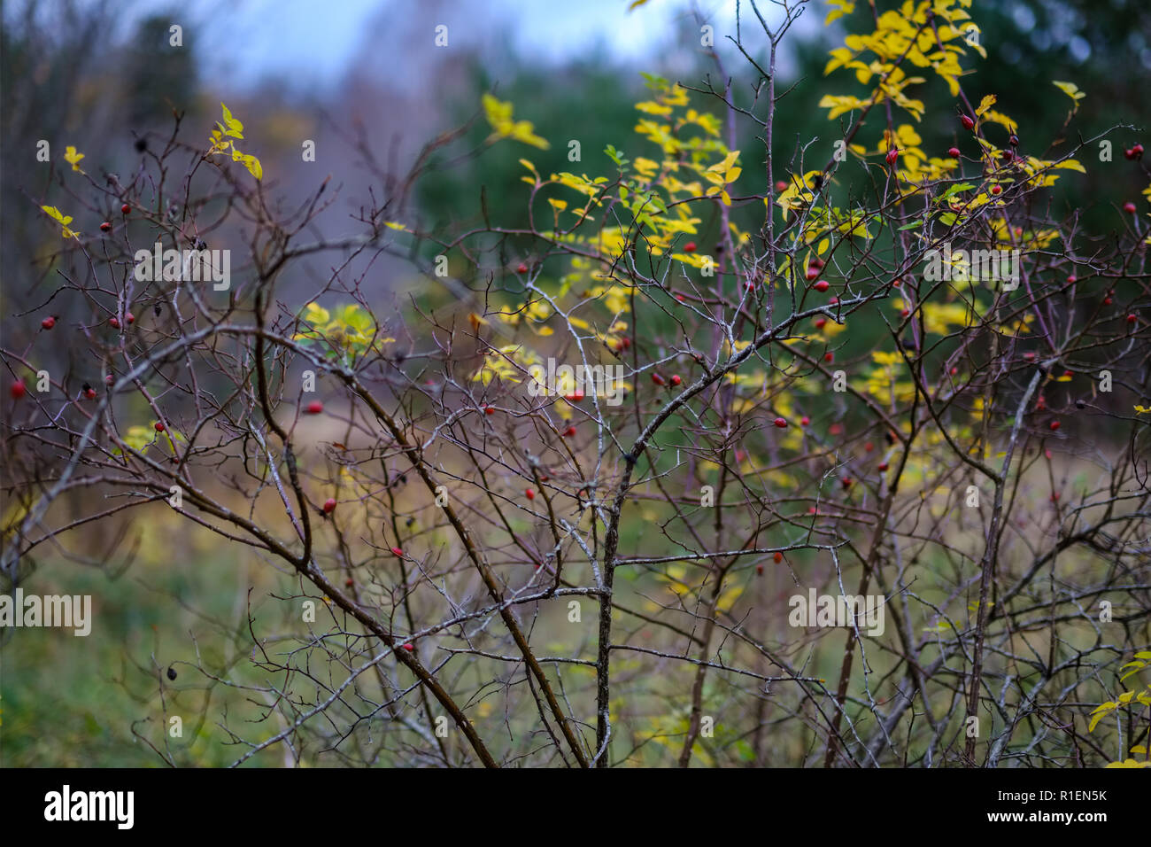 lonely trees with last colored leaves in branches shortly before winter ...