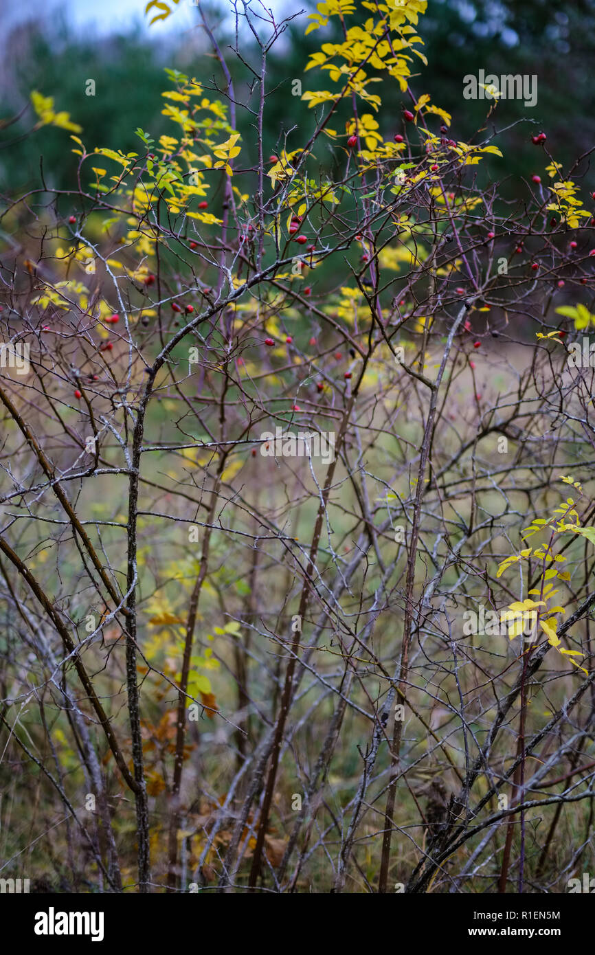 lonely trees with last colored leaves in branches shortly before winter ...