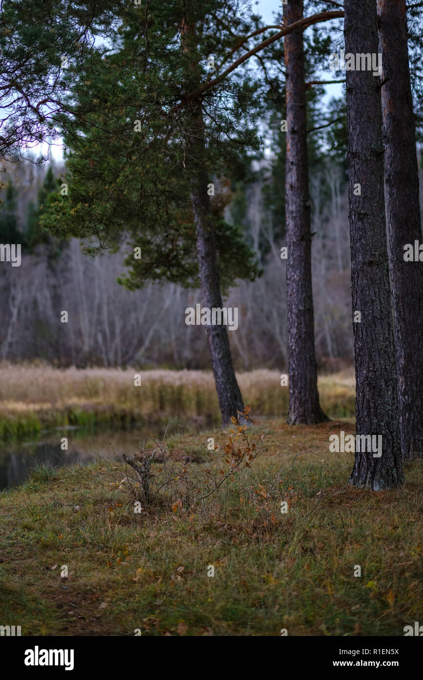 lonely trees with last colored leaves in branches shortly before winter ...