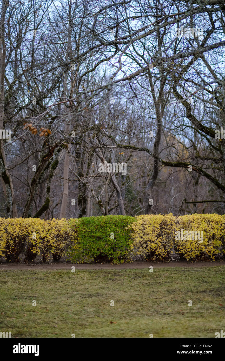 lonely trees with last colored leaves in branches shortly before winter ...