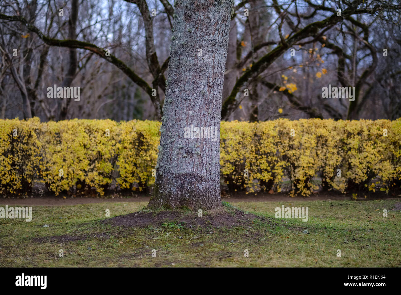 lonely trees with last colored leaves in branches shortly before winter ...