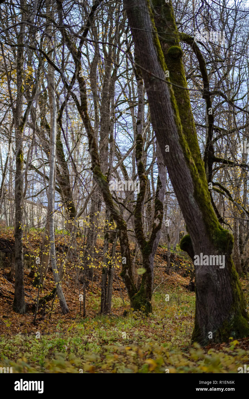 lonely trees with last colored leaves in branches shortly before winter ...