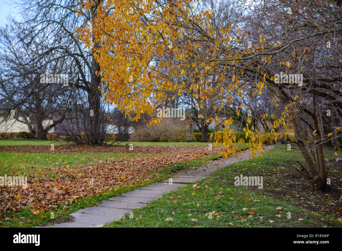 lonely trees with last colored leaves in branches shortly before winter ...