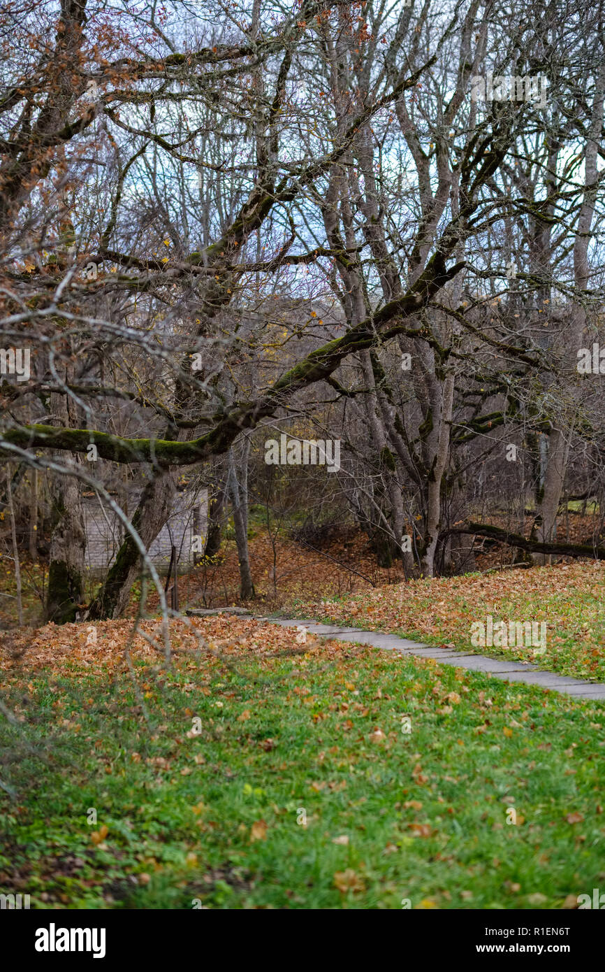 lonely trees with last colored leaves in branches shortly before winter ...