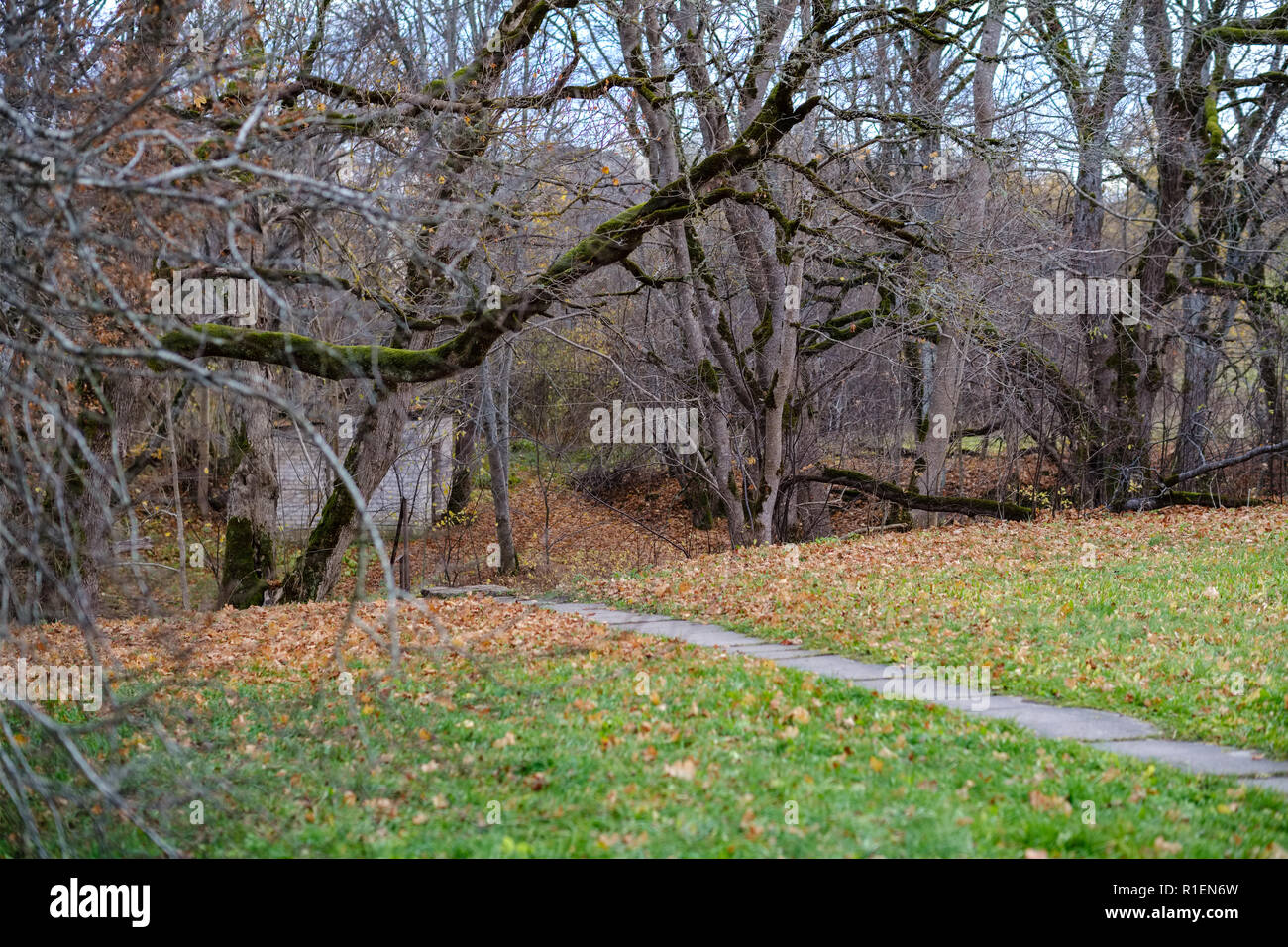 lonely trees with last colored leaves in branches shortly before winter ...