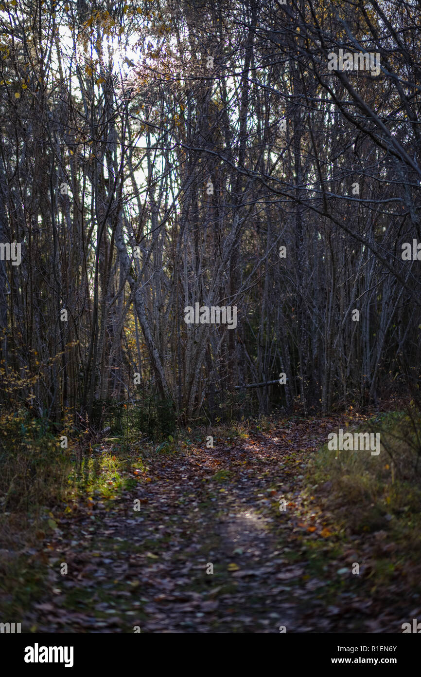 lonely trees with last colored leaves in branches shortly before winter ...