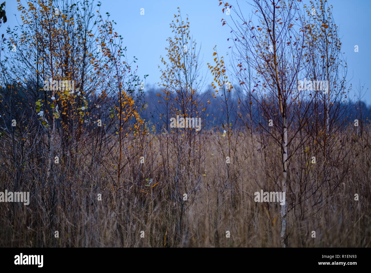 lonely trees with last colored leaves in branches shortly before winter ...