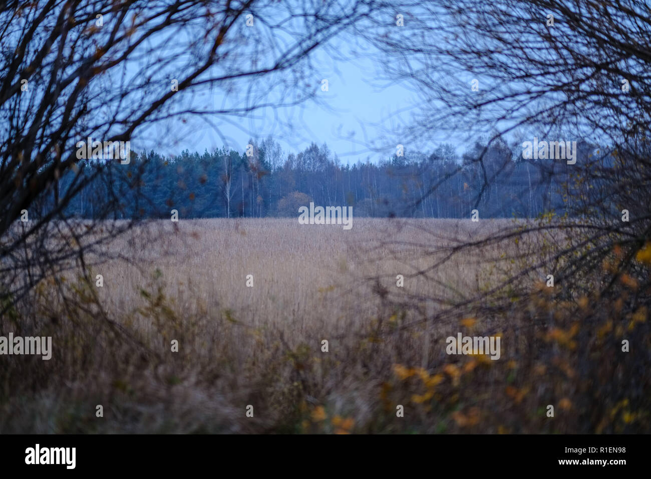 lonely trees with last colored leaves in branches shortly before winter ...