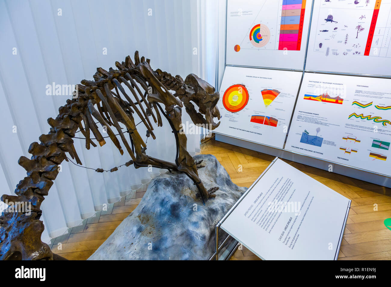 Cave bear skeleton (Ursus spelaeus Stock Photo - Alamy