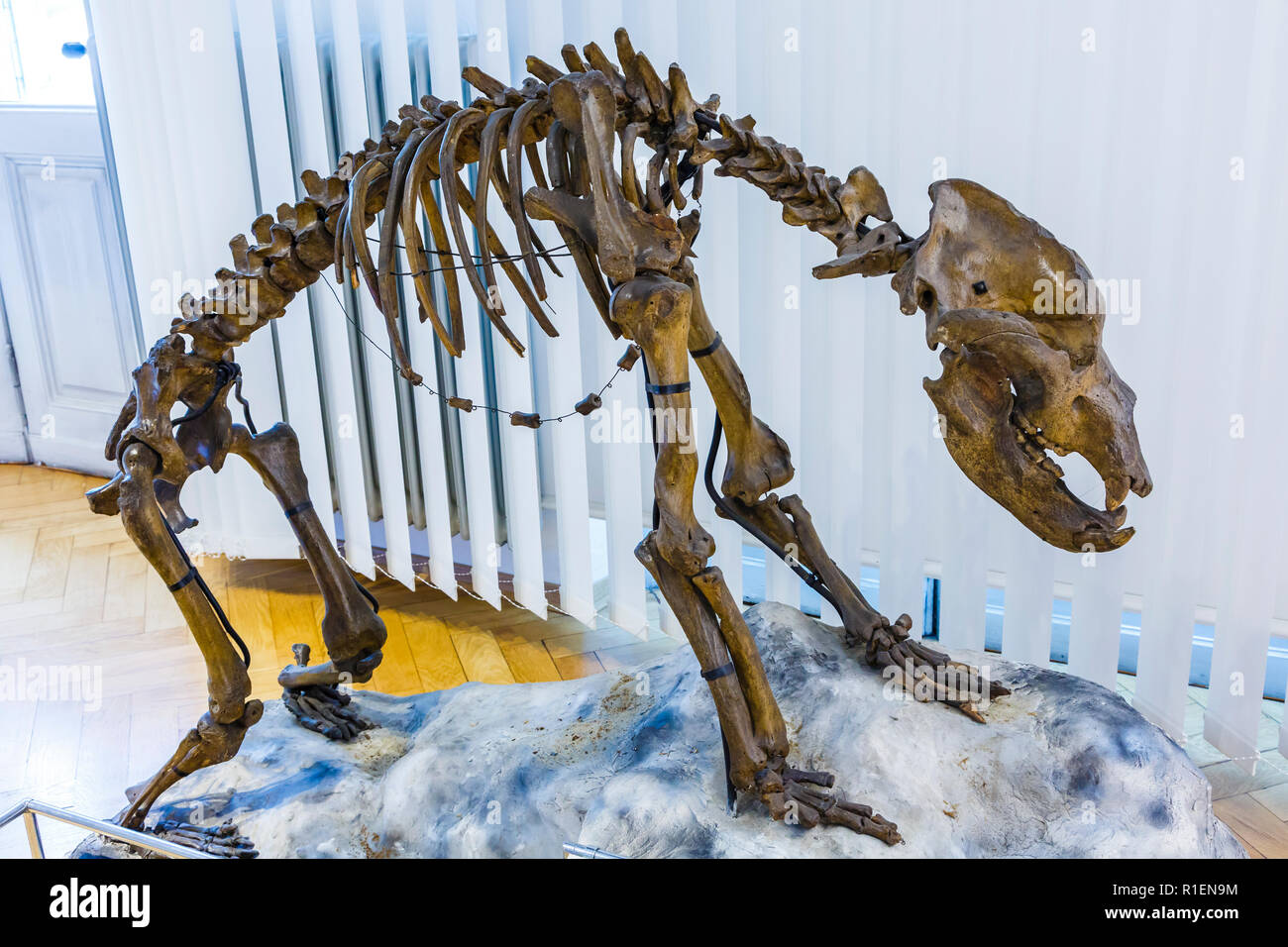 Bear skeleton hi-res stock photography and images - Alamy