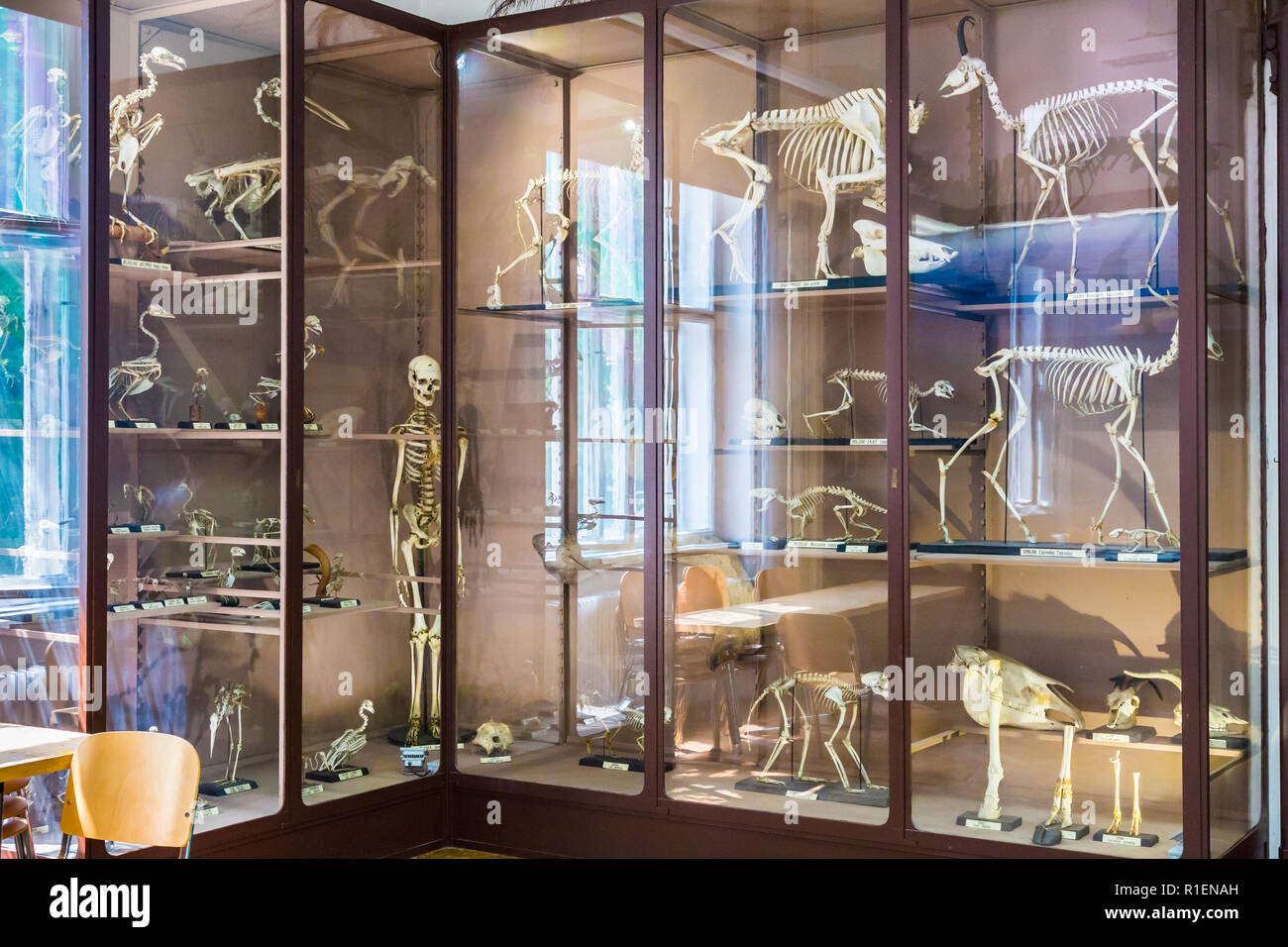 Mammals skeletons showcase Stock Photo - Alamy