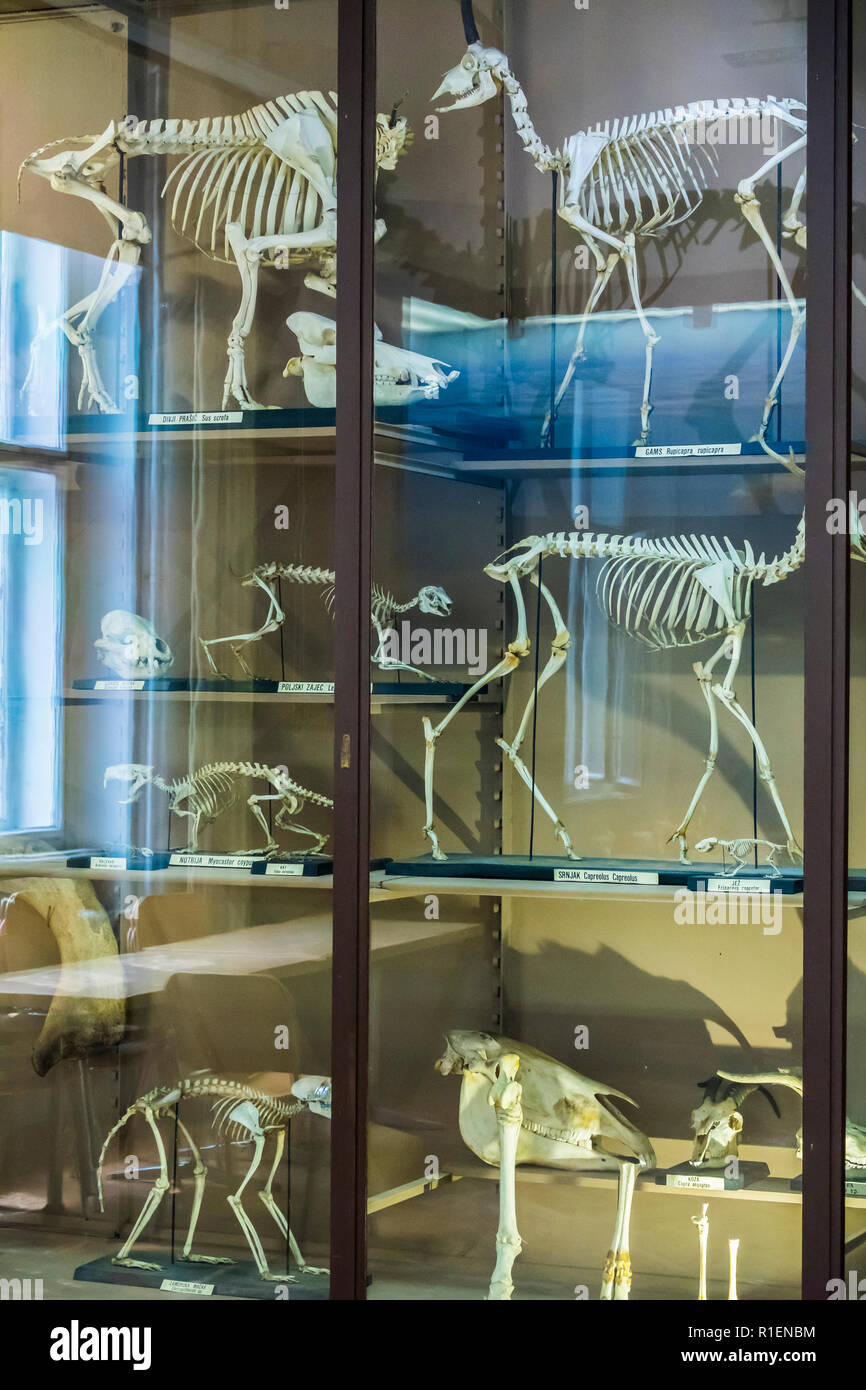Mammals skeletons showcase Stock Photo - Alamy