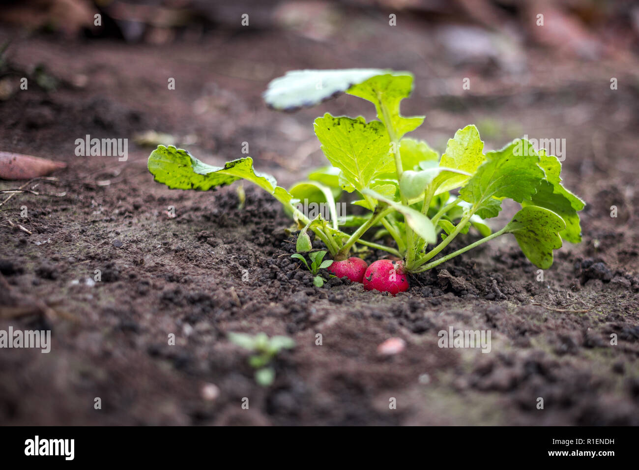 Black round radish growing hi-res stock photography and images - Alamy