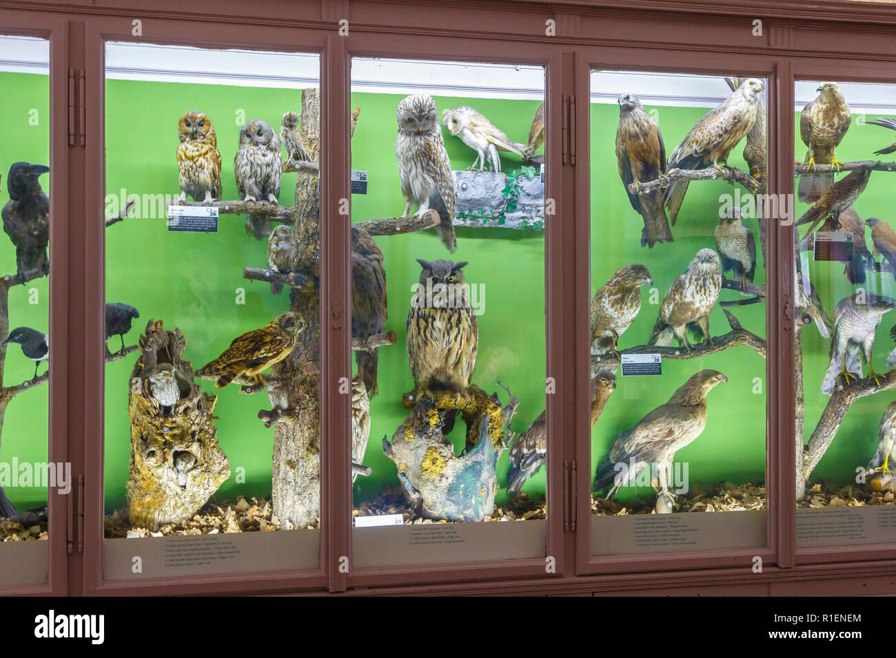 Showcase bird hi-res stock photography and images - Alamy