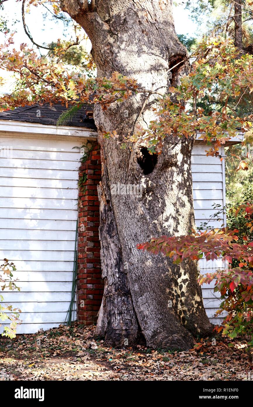 Old Maple Tree growing into a house Stock Photo - Alamy