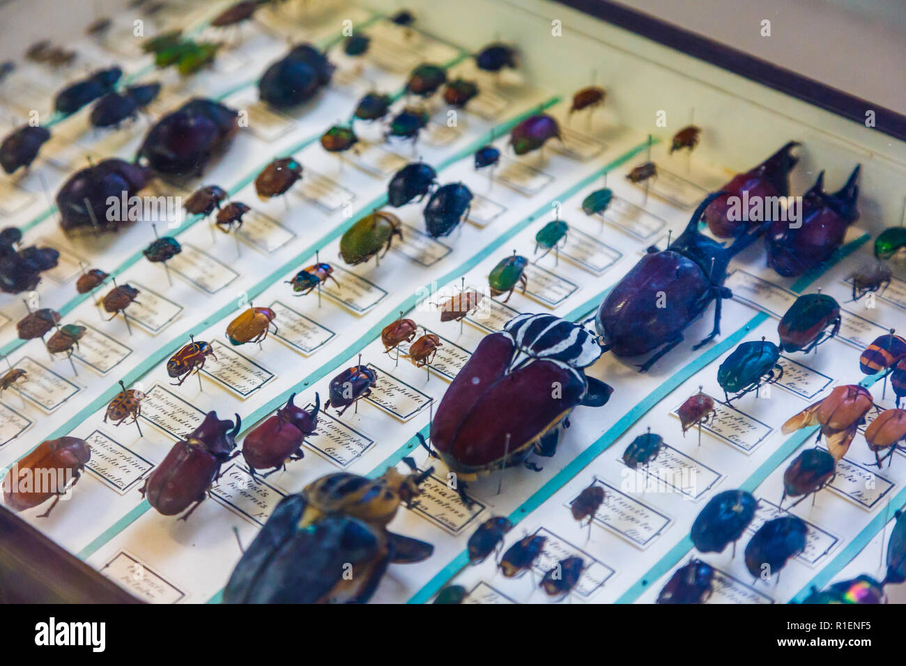 Beetles showcase hi-res stock photography and images - Alamy