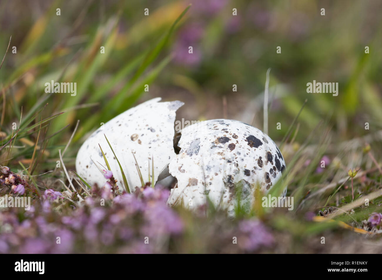 Birdshell hi-res stock photography and images - Alamy