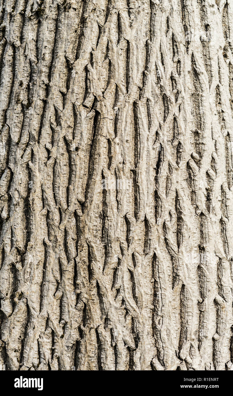 Walnut tree texture close up photography Stock Photo - Alamy