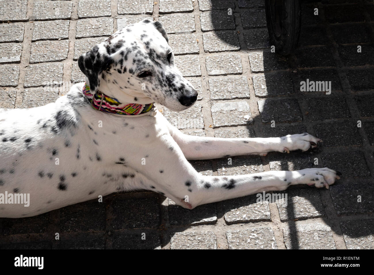 A female Dalmatian in a colorful collar relaxing in the sunshine Stock ...