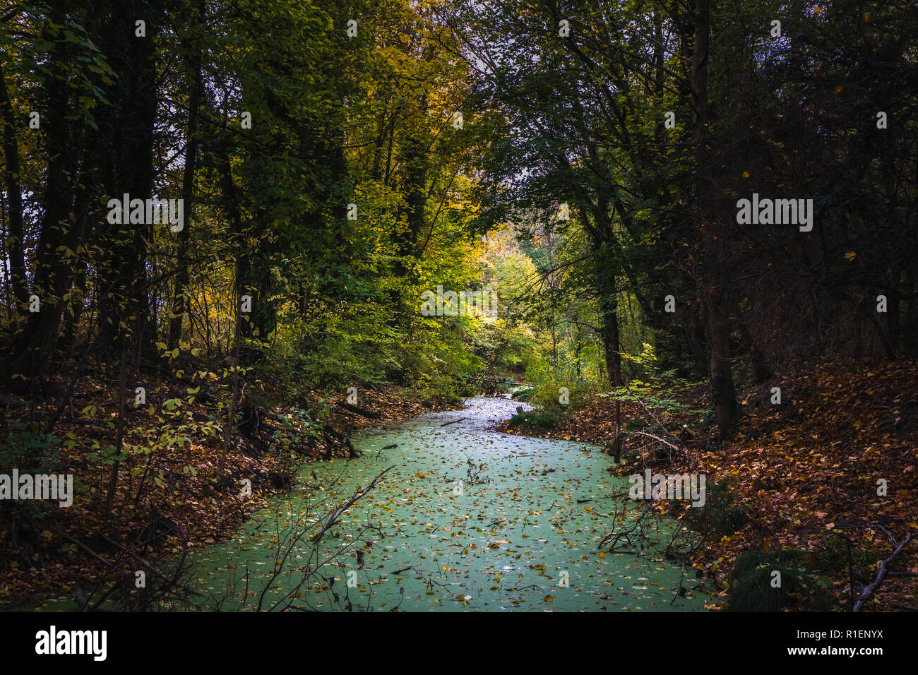 France alsace forest hi-res stock photography and images - Alamy
