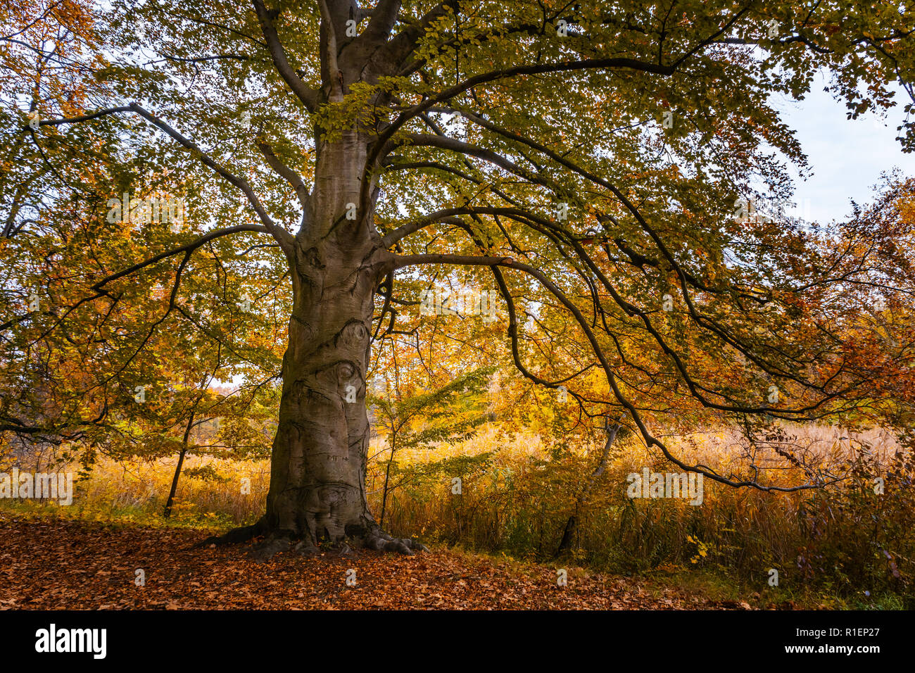 Tall oak tree hi-res stock photography and images - Alamy