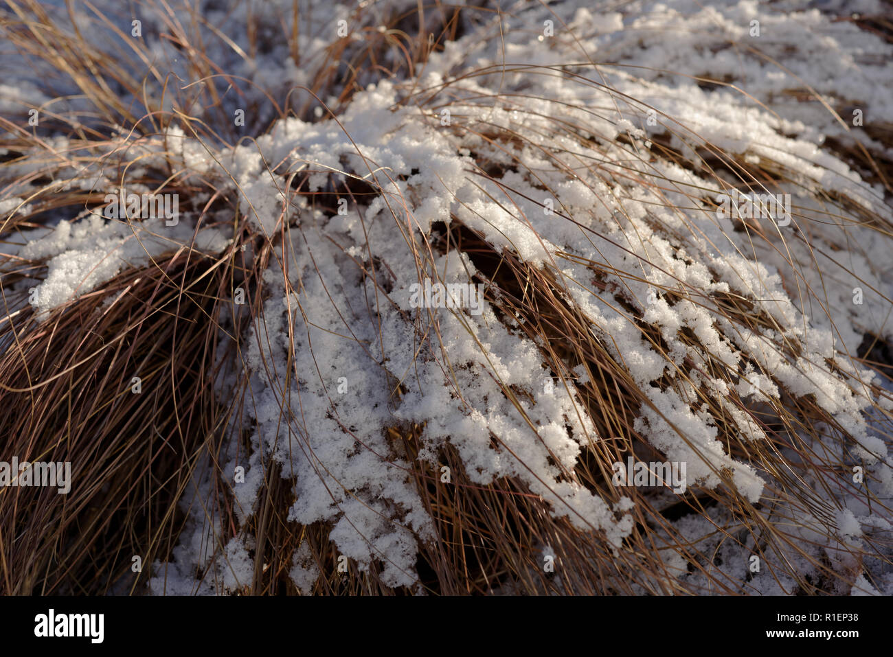 Grass under snow after snow storm Stock Photo - Alamy