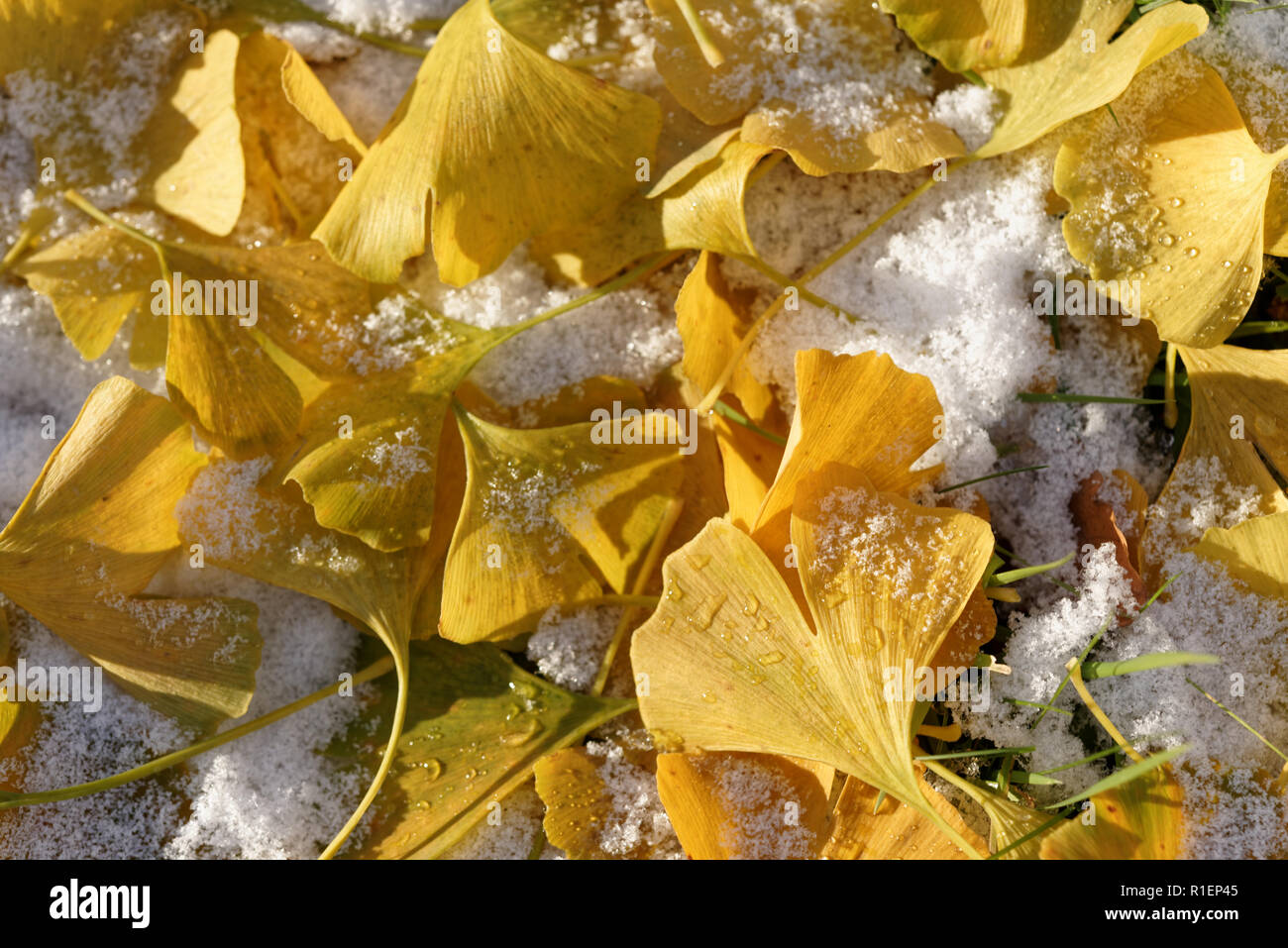 Yellow Ginkgo Biloba leaves under snow after snow storm Stock Photo - Alamy