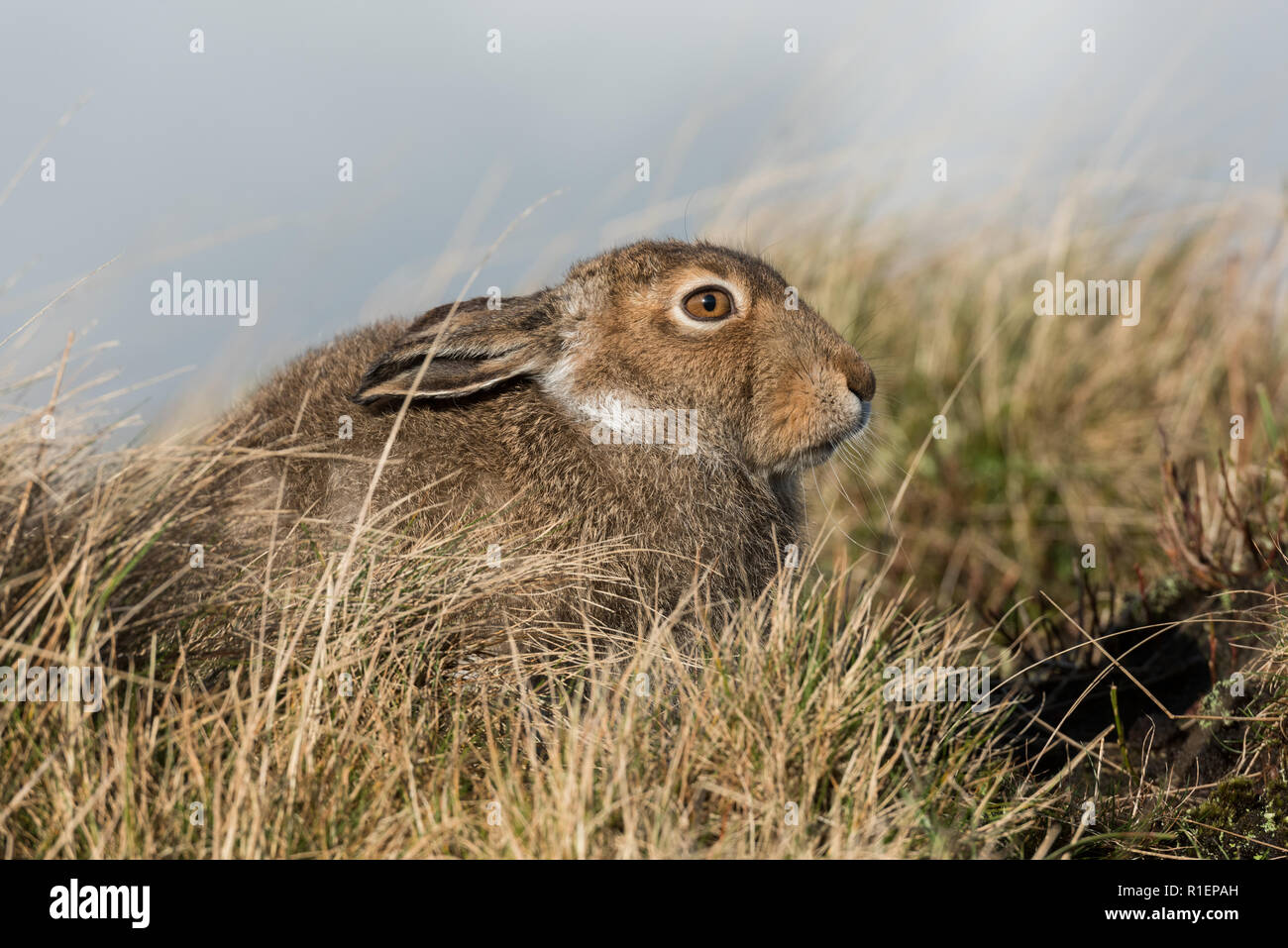 Brown Arctic Hare