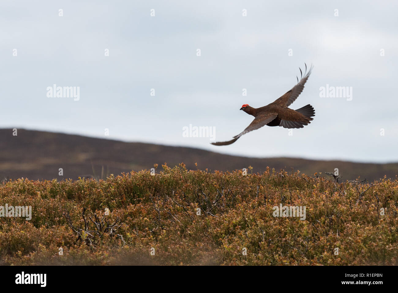 Flying red grouse hi-res stock photography and images - Alamy