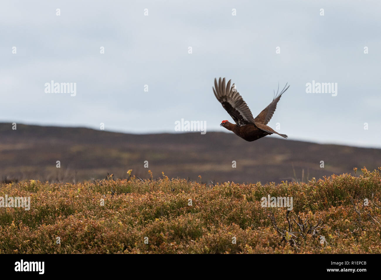 Red grouse peak district flying hi-res stock photography and images - Alamy