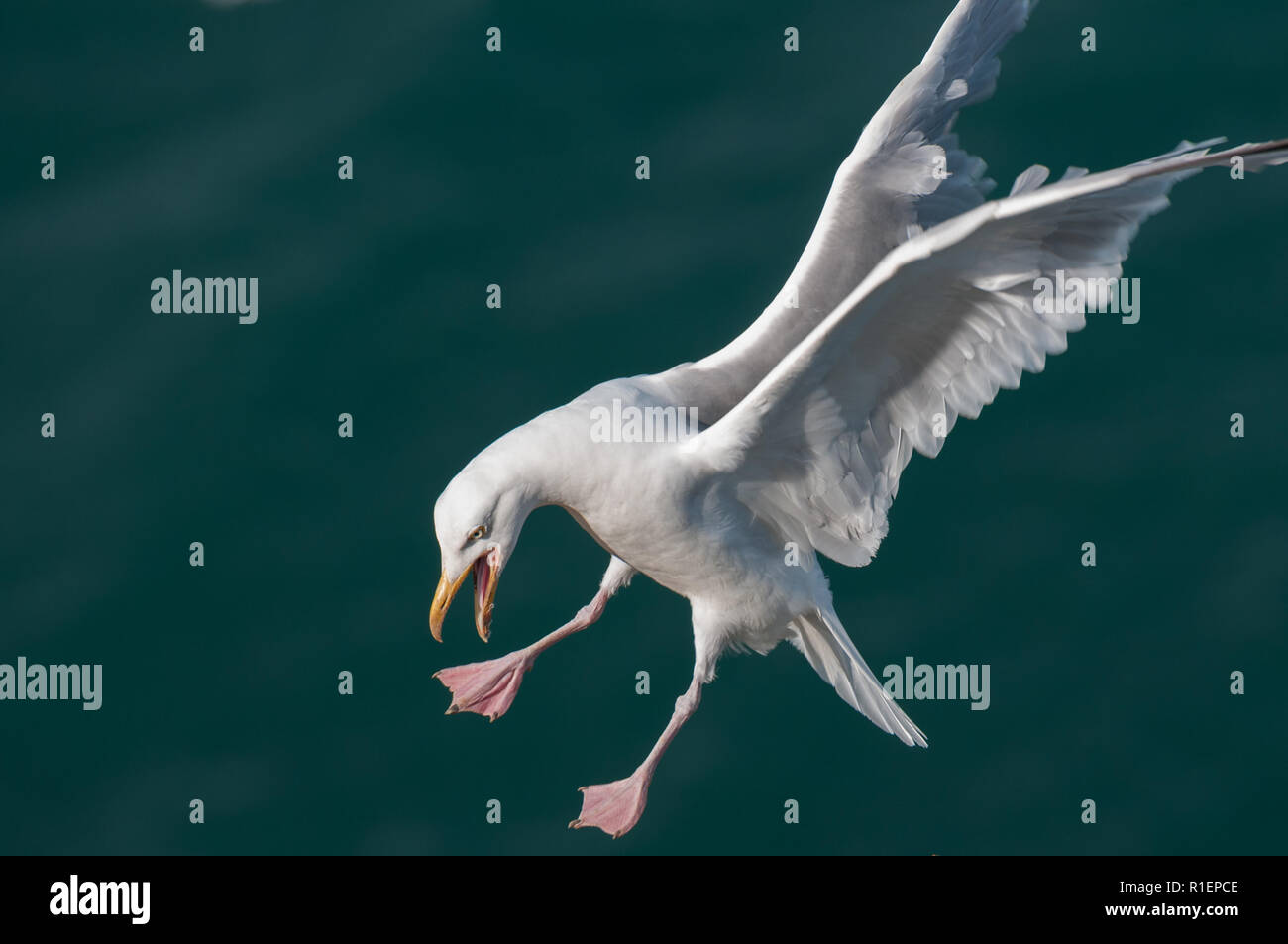 Aggressive seagull hi-res stock photography and images - Alamy