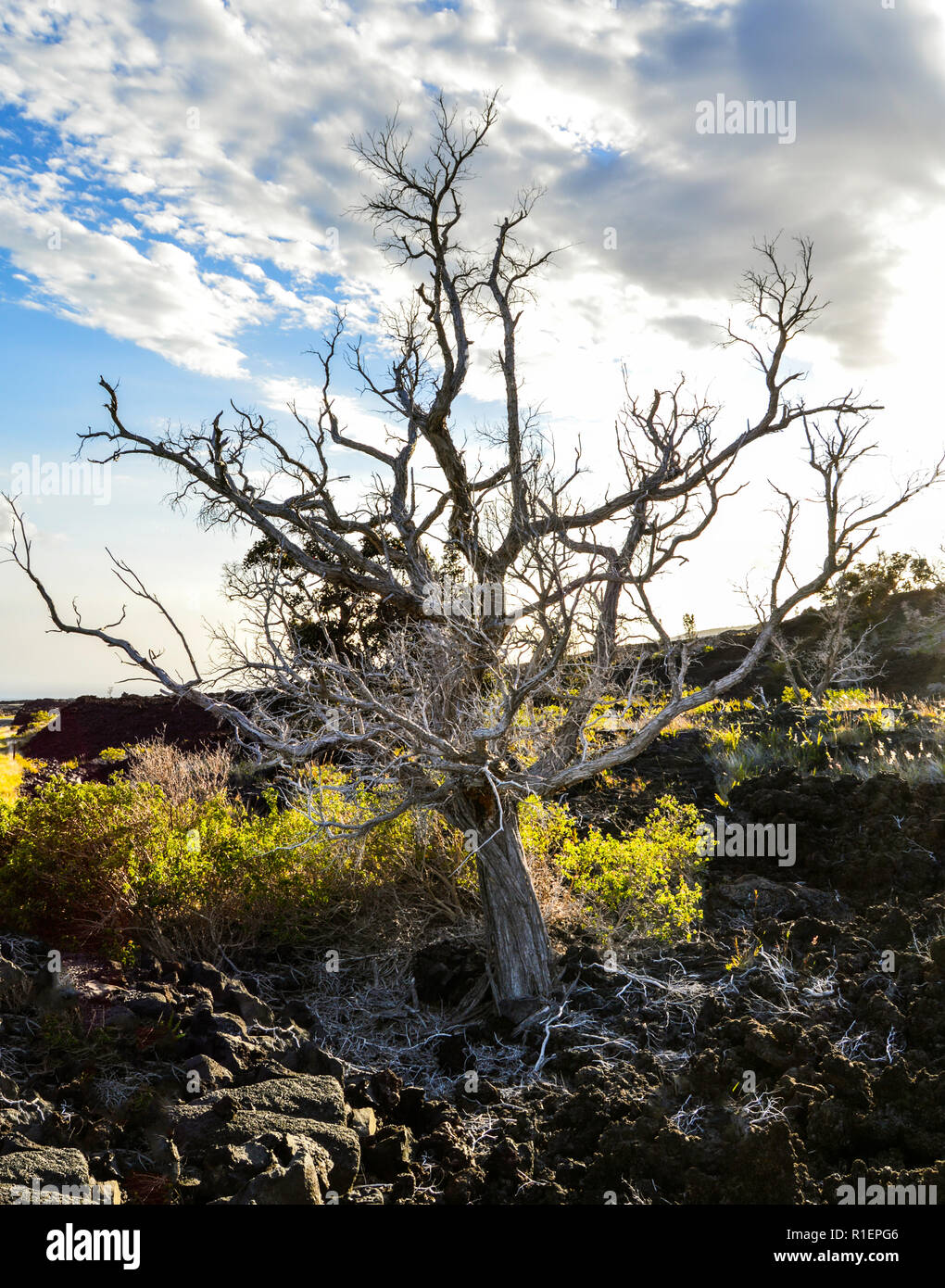 Lava Burnt Trees High Resolution Stock Photography and Images - Alamy