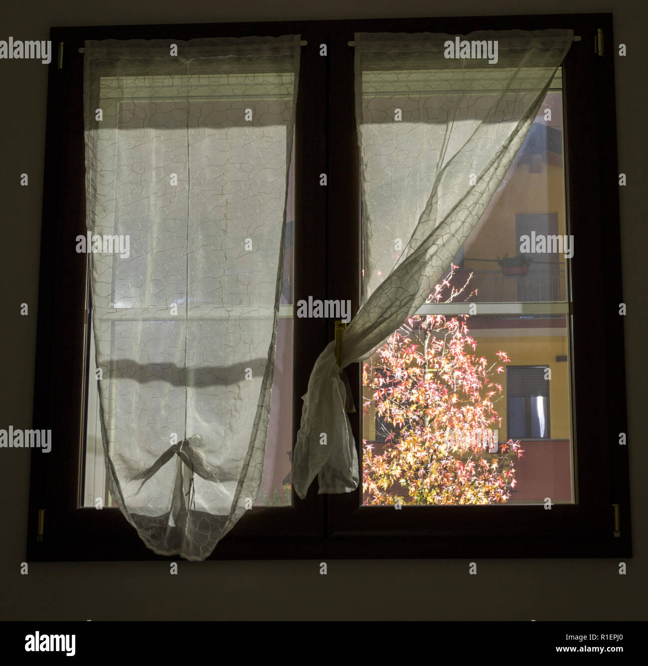 Tree outside and shadow inside the window Stock Photo - Alamy