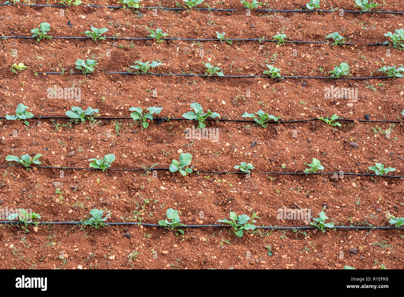 Agricultural plants in rows with watering pipes. field with crops ...