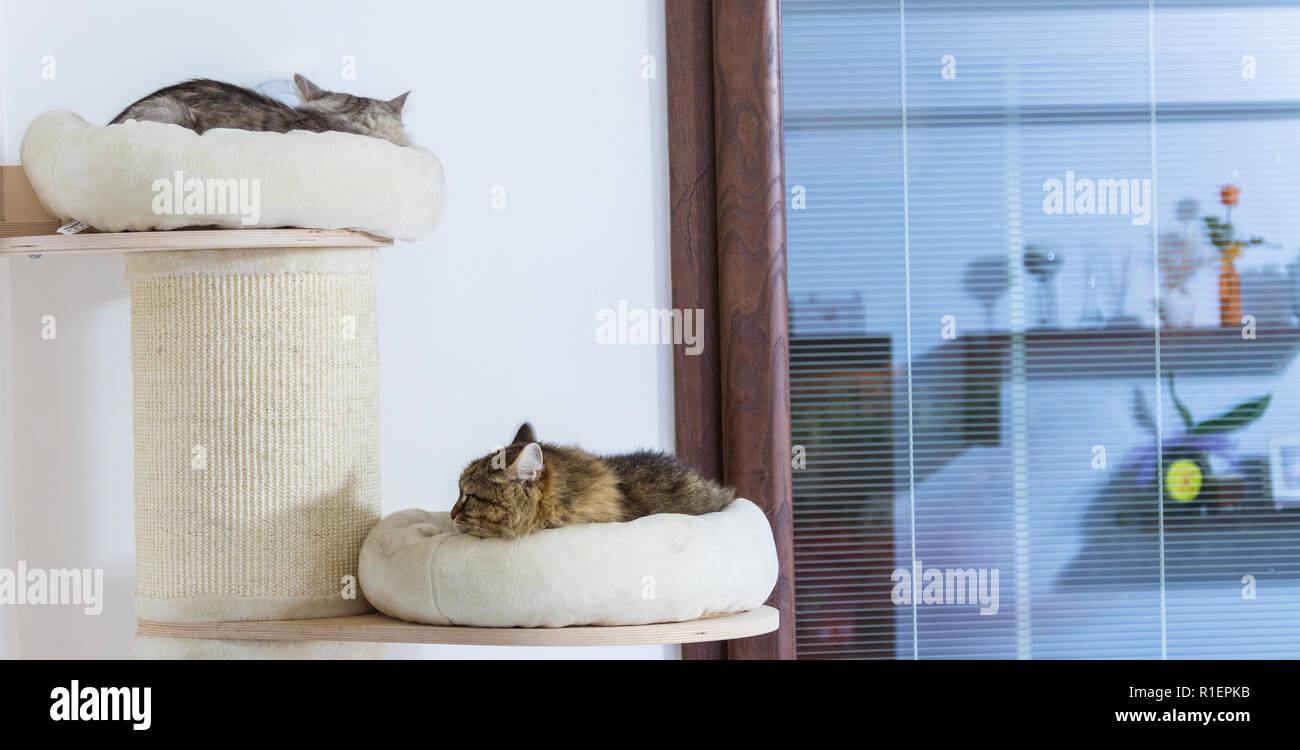 View of two cats sleeping on teh scratching post Stock Photo - Alamy