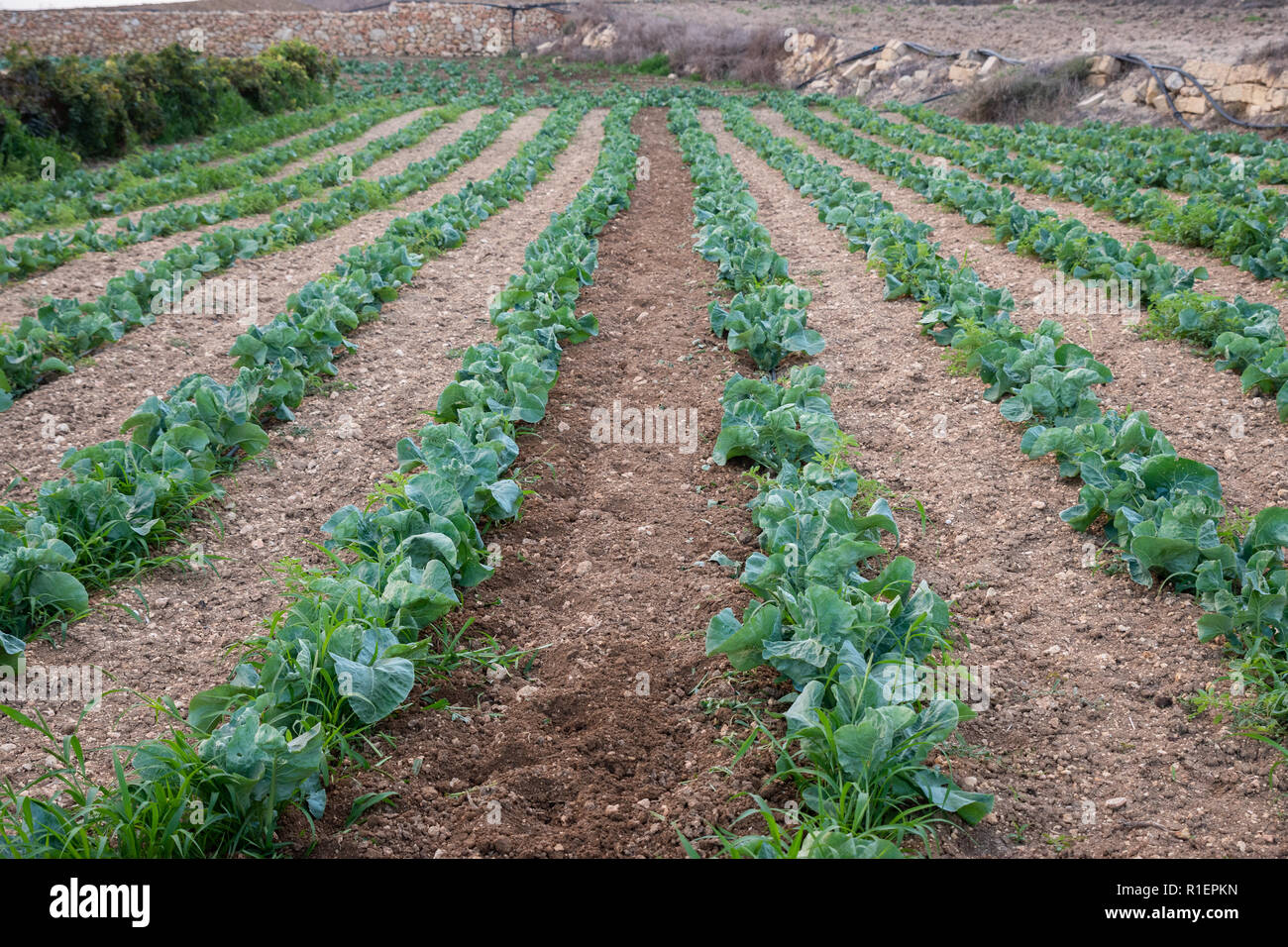 Agricultural plants in rows. Field with crops growing. View from above ...