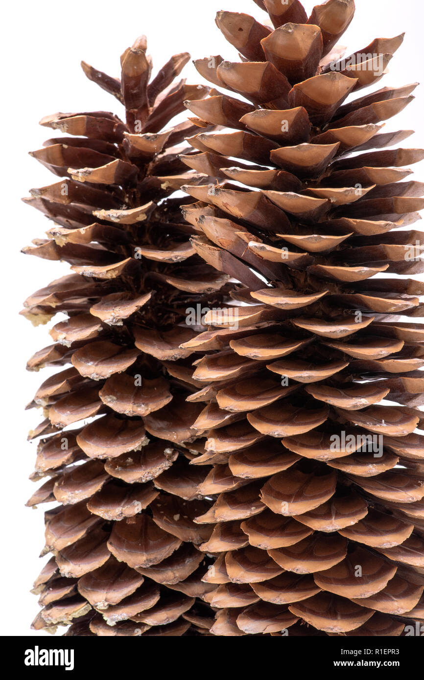 Giant sugar pine cone harvested in the pacific northwest with give off ...