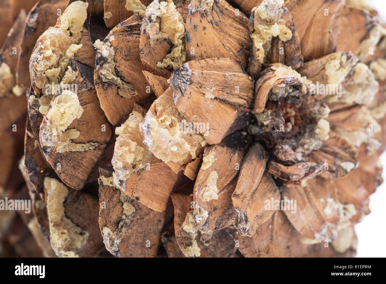 Macro shot of give off sap from giant sugar pine cone harvested in the ...